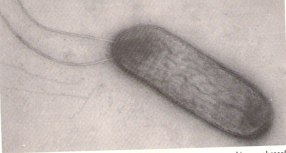 Pupuk Organik, Pupuk Hayati, dan Pupuk Kimia | Berbagi Tak Pernah Rugi