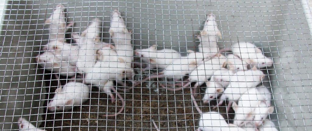 Biologi Tikus Putih (Mus musculus) | Berbagi Tak Pernah Rugi