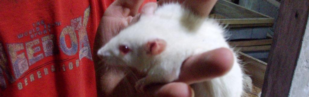 Tikus untuk Penelitian di Laboratorium | Berbagi Tak Pernah Rugi