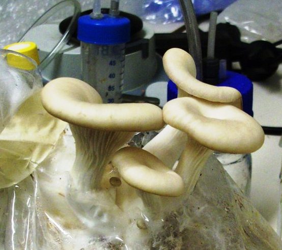 Kunci Identifikasi Jamur Kelompok Pleurotus & Pholiota dan lain-lain ...