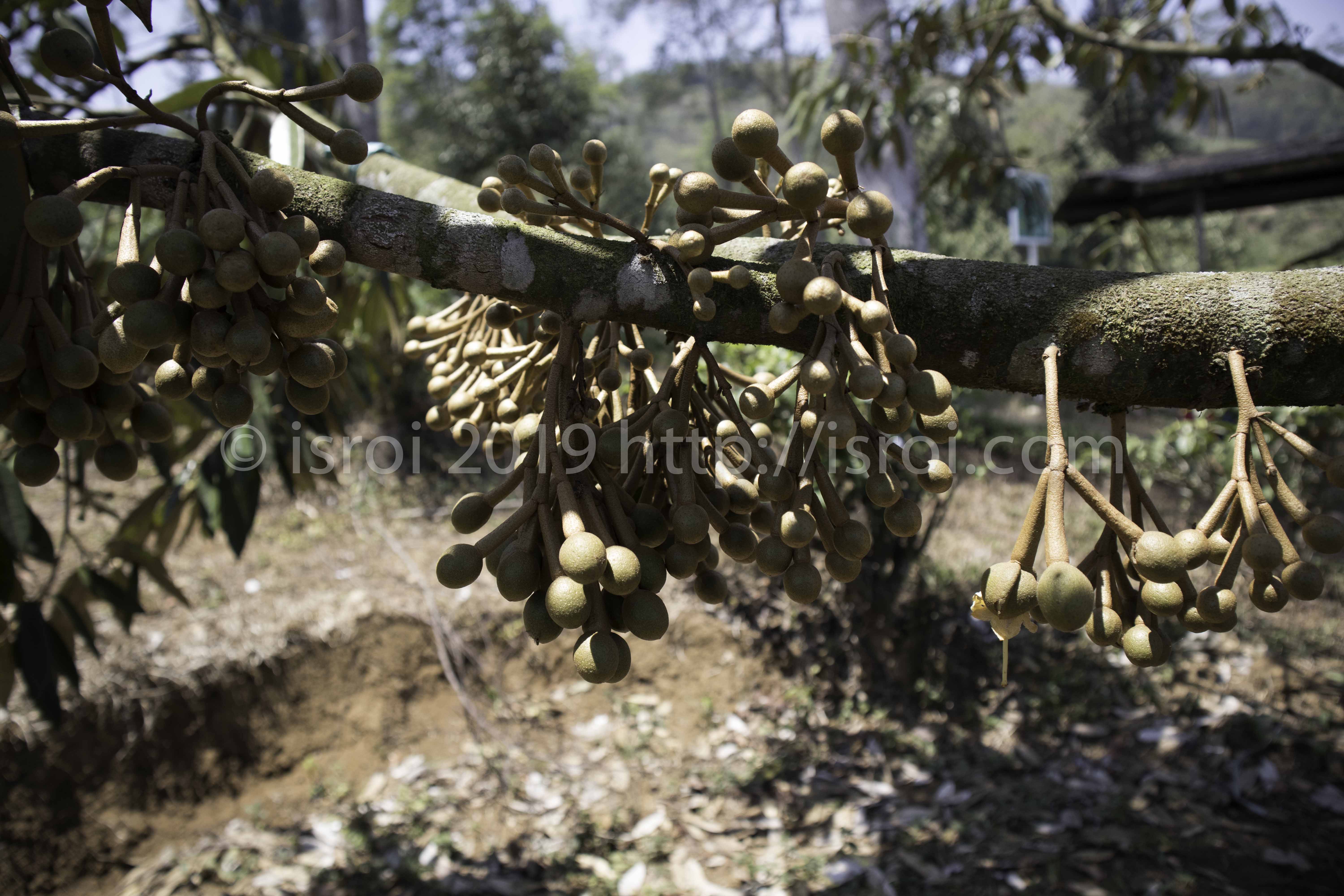 Pohon Durian Penuh dengan Bunga | Berbagi Tak Pernah Rugi
